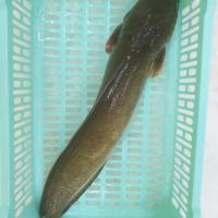 Broadhead Clarias Fish